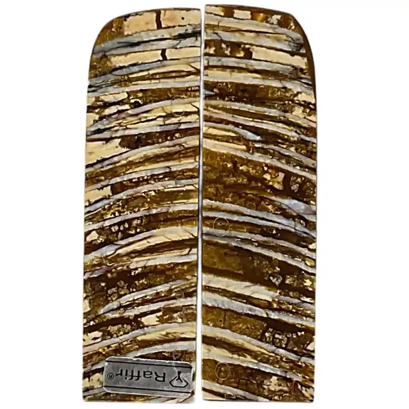 Mammoth Molar Scales- NATURAL- Raffir® Fossils