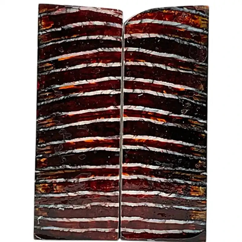 Mammoth Molar Scales- NATURAL- Raffir® Fossils